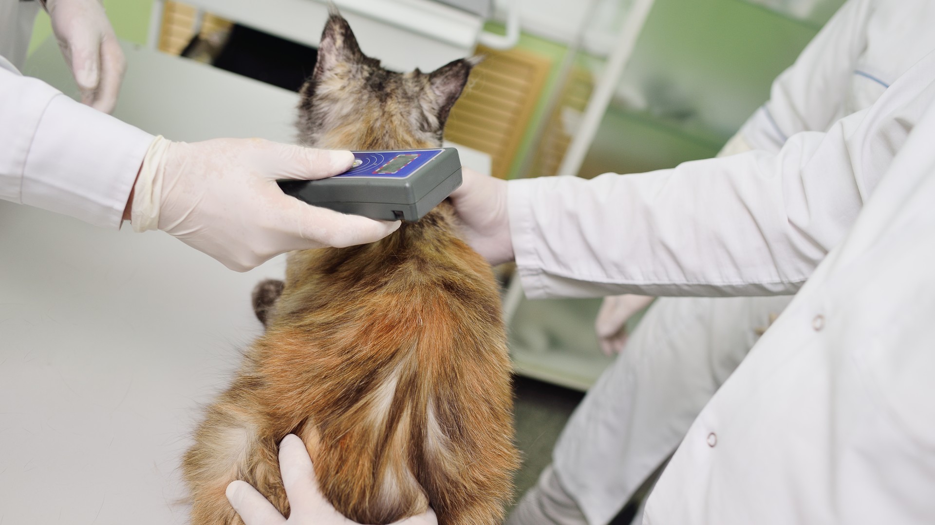 Pet Microchip In Walla Walla, WA 99362 | Animal Clinic East